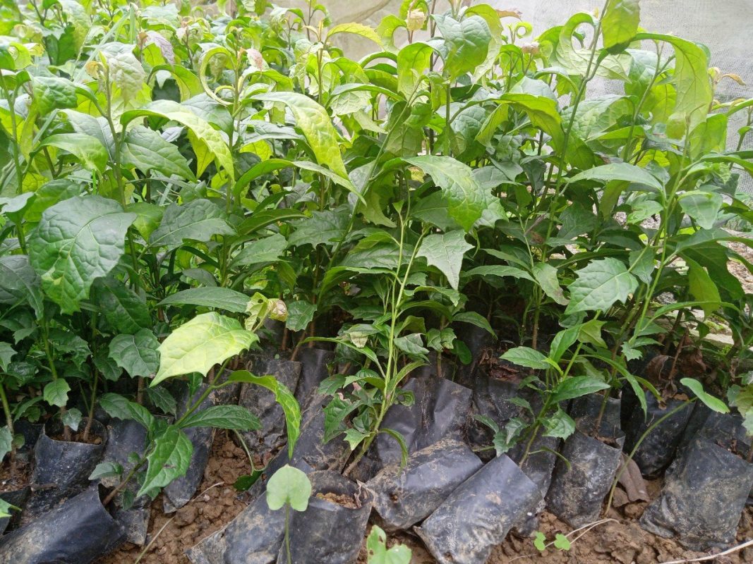 Cây giống xạ đen Tam Đảo - Cây giống Tam Đảo