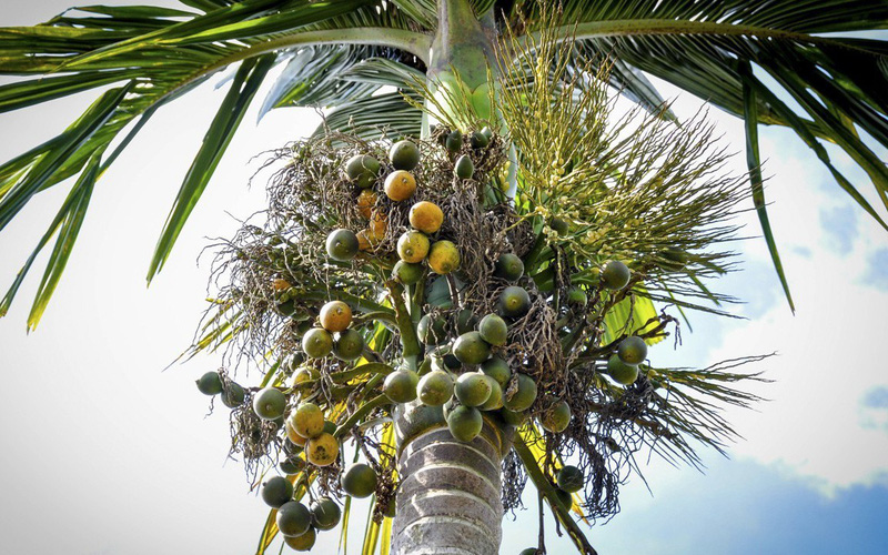 Cây cau giống, bán giống cây cau uy tín - Cây giống Tam Đảo